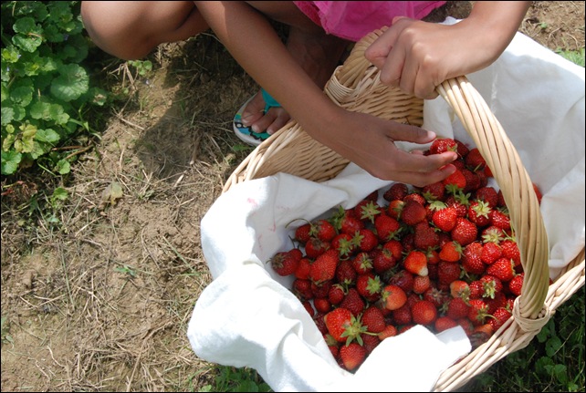 putting food by - Daniele Evans